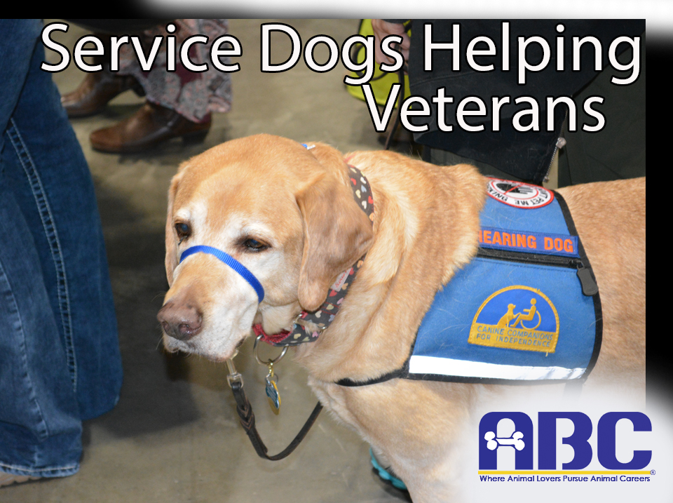 Veterans Use Dogs for Therapy, Service Dogs Helping Veterans - Animal ...