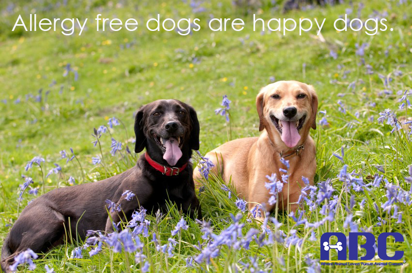 Allergies in Dogs - Providing Allergy Relief for Dogs - Animal Behavior ...