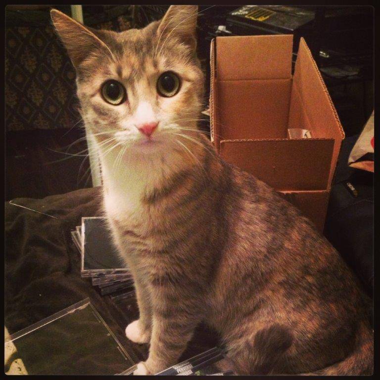 ABC Celebrates Cats with Cat Training CEP: June is ‘Adopt a Shelter Cat ...