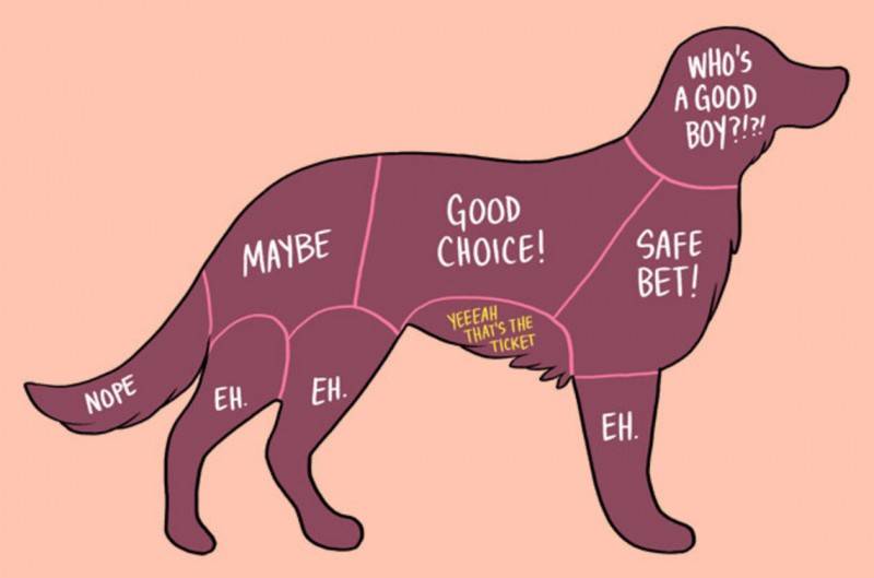10 Diagrams Show You the Correct Way to Pet Animals - Animal Behavior ...
