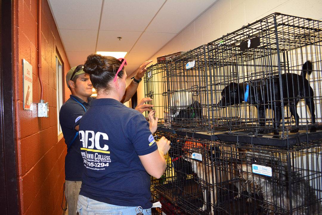 Dog Obedience Training Saves Lives | Students Saving Lives