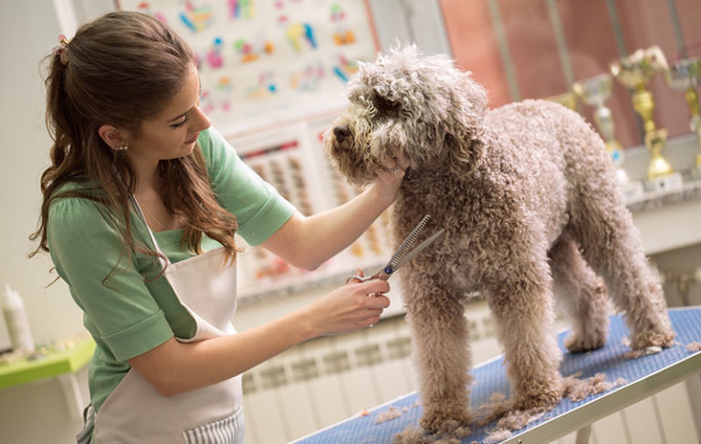 Dog Grooming School | Pet Grooming Training