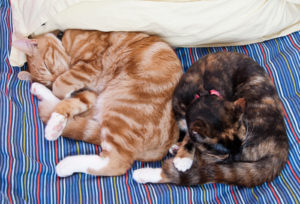 A Basic Guide to Cat Genetics - Animal Behavior College