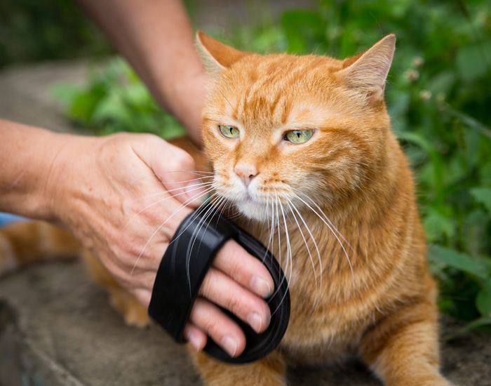 The Benefits Of Grooming Your Cat Animal Behavior College