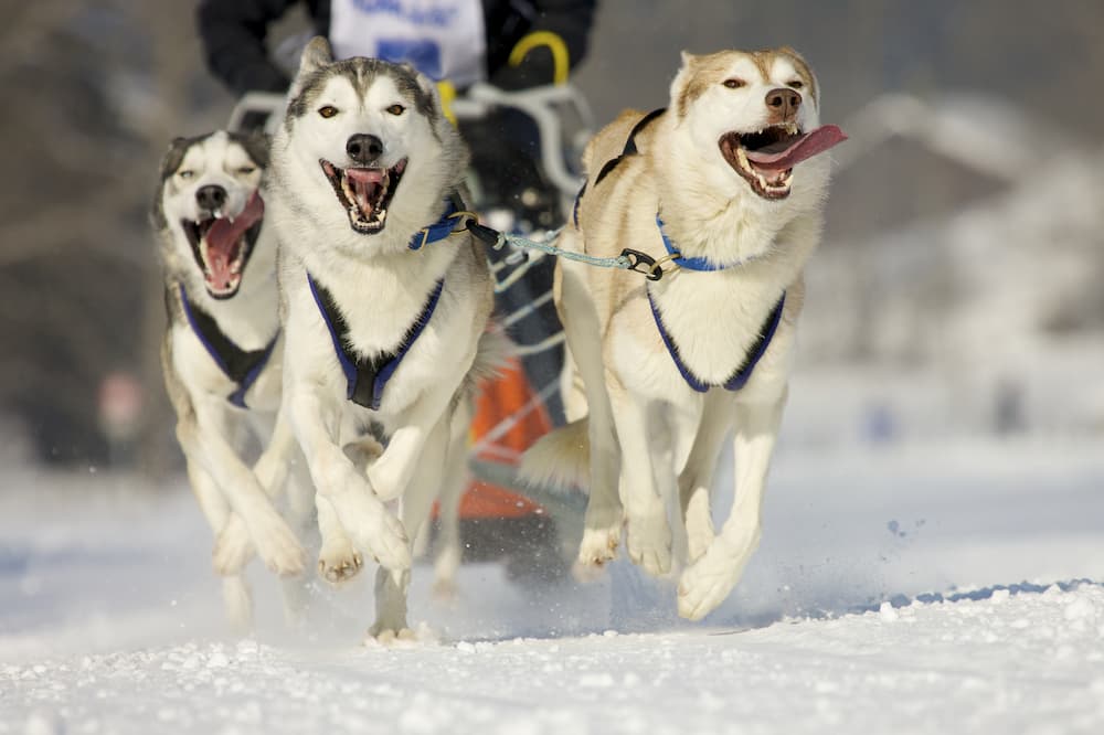 Extreme Doggie Spawrts Animal Behavior College