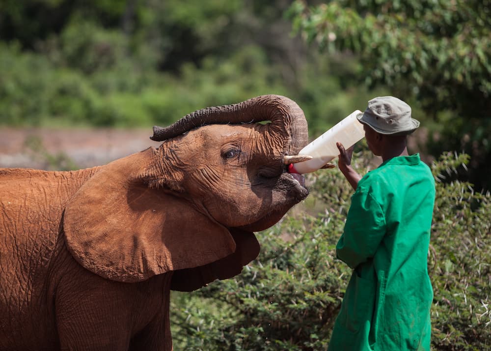 9 Unusual Animal Jobs You Haven t Thought Of Animal Behavior College