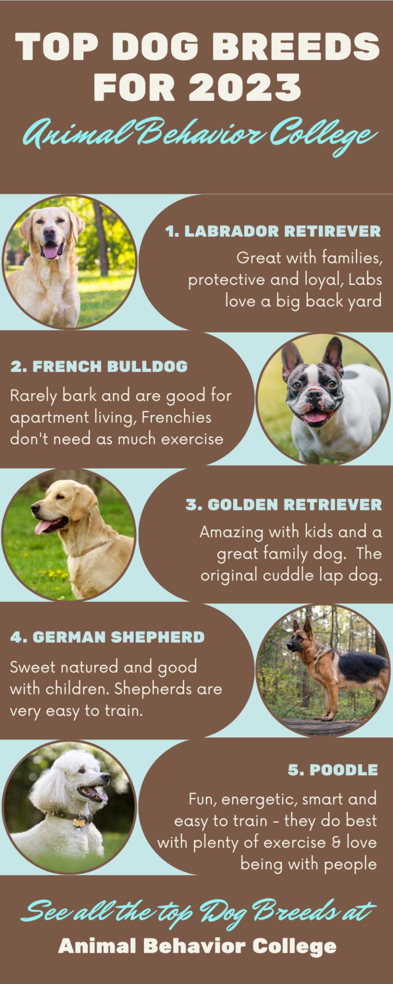 Top 10 Dog Breeds? Depends on the Category - Animal Behavior College