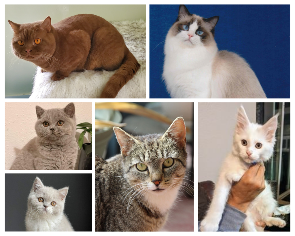 Success Can Happen at Any Age, Even for Cat Trainers - Animal Behavior ...