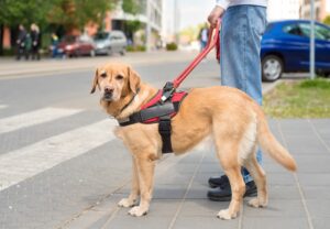 The Ultimate Guide to Service Dog Training: Everything You Need to Know ...