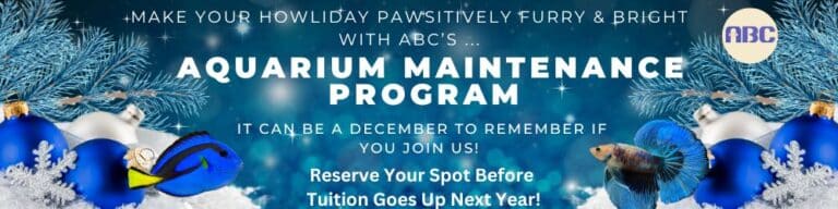 Aquarium Maintenance | Become a Certified Aquarist