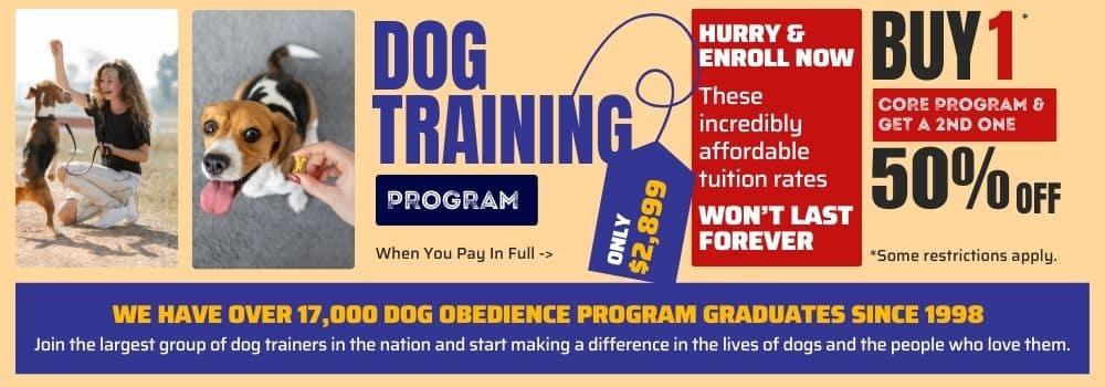 Dog Obedience Instructor | How to Become a Dog Trainer