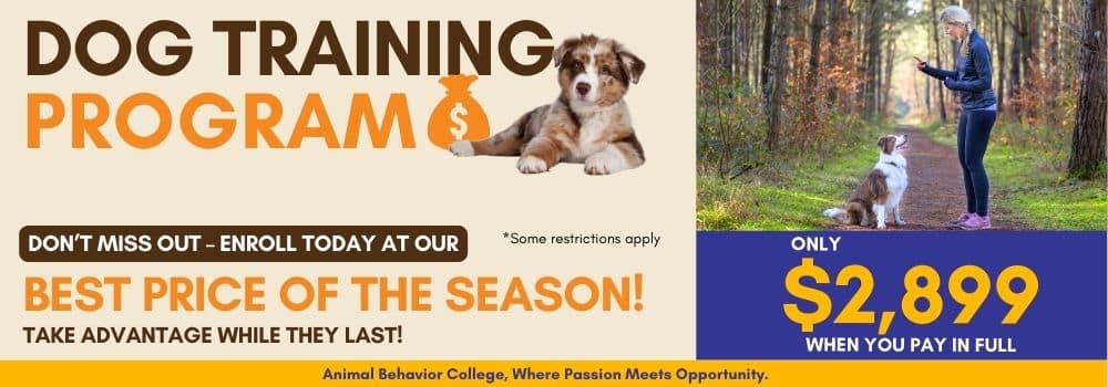 Cost of Dog Training Online | Dog Trainer Schools