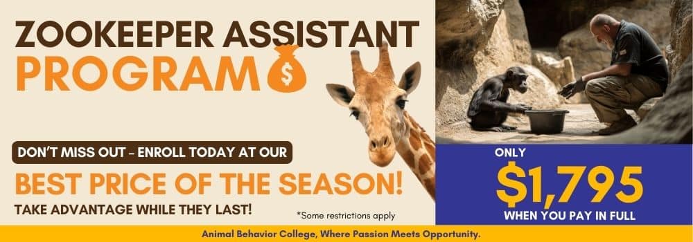How Do You Become a Zookeeper? | Zookeeper Assistant Tuition