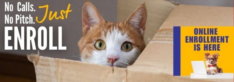 Cat Training and Behavior Management - Animal Behavior College