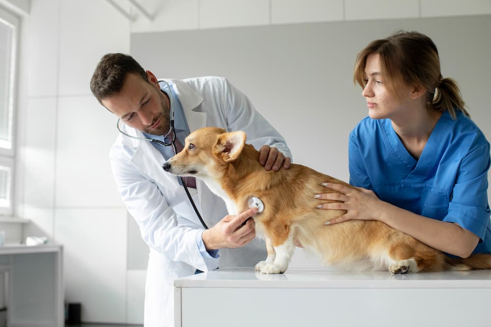 How Veterinary Assistants and Veterinary Technicians Compare - Animal ...