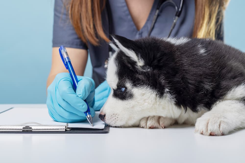 Do Vet Assistants Need a Degree & 9 Other Questions People Always Ask ...